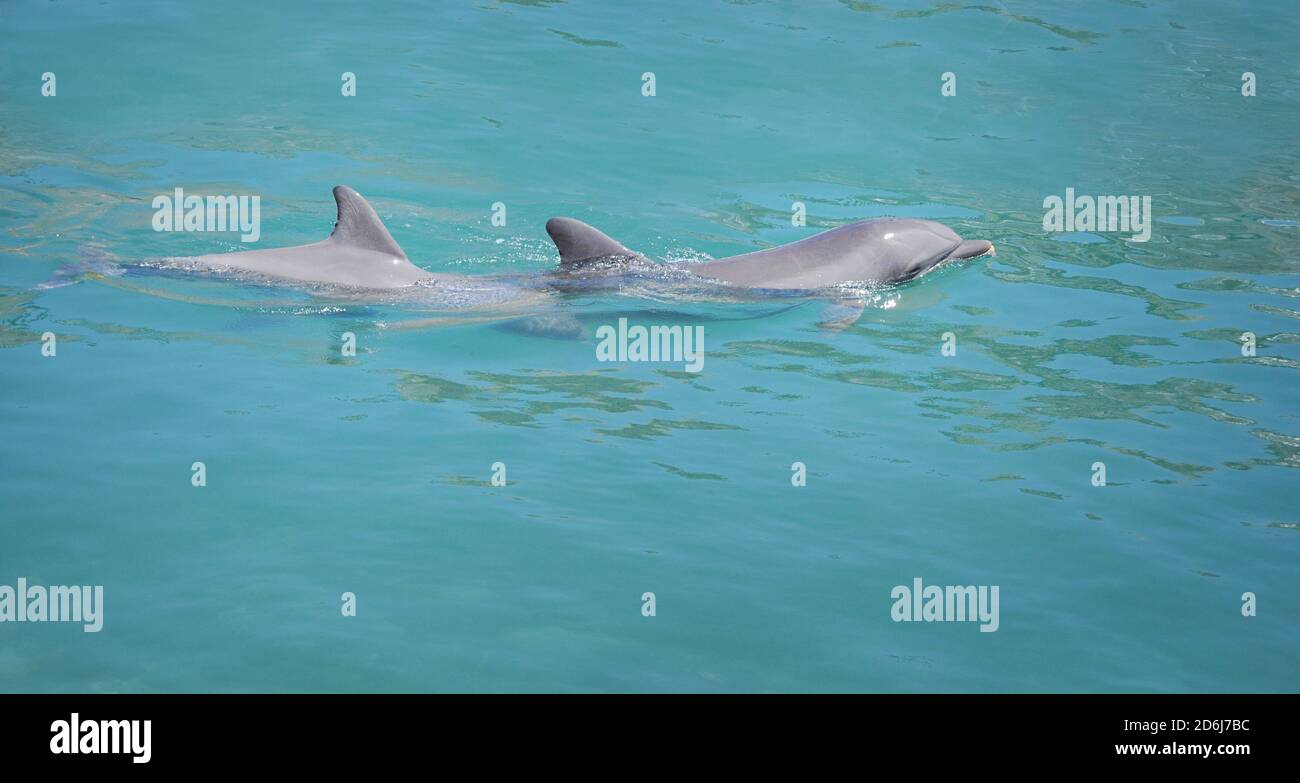 Dolphins swimming in the enclosed pool, kept in captivity to entertain ...