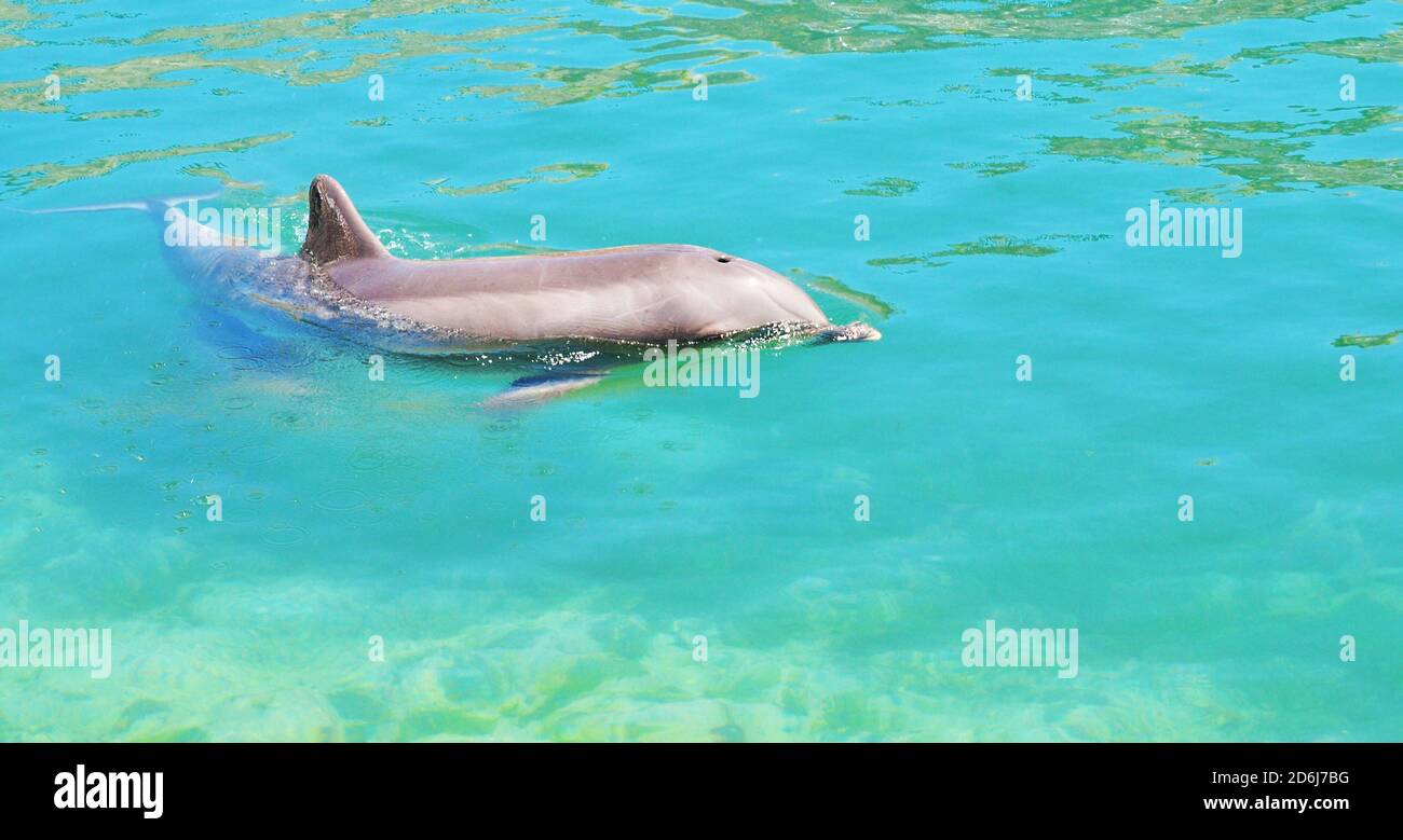 Dolphin enclosure hi-res stock photography and images - Alamy