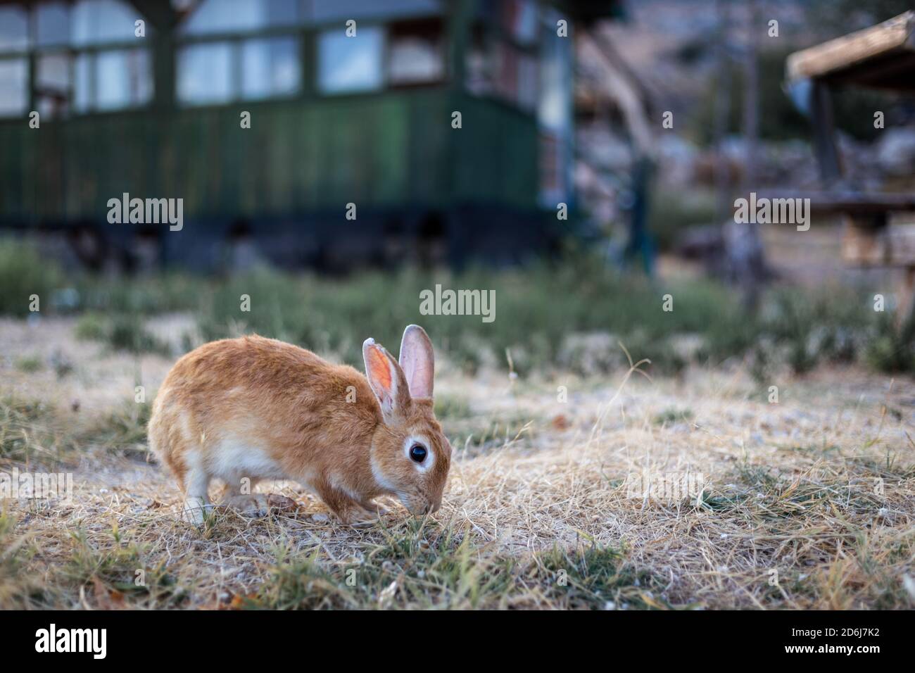Ginger rabbit near the old house in the mountains Stock Photo - Alamy