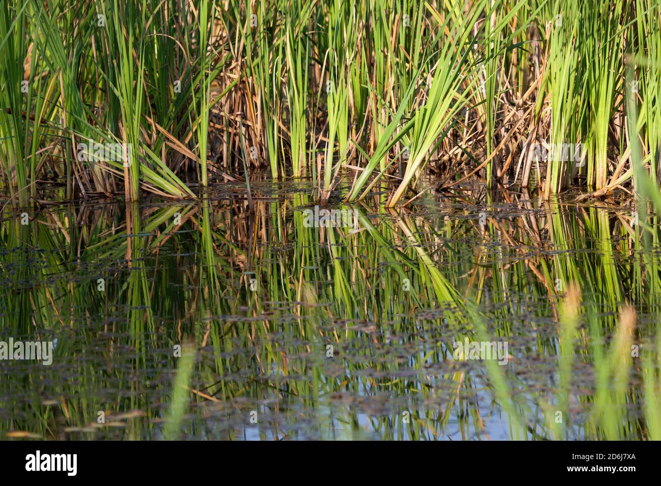 Groups of cattail plants grow on the edge of a shallow pond and leave a ...