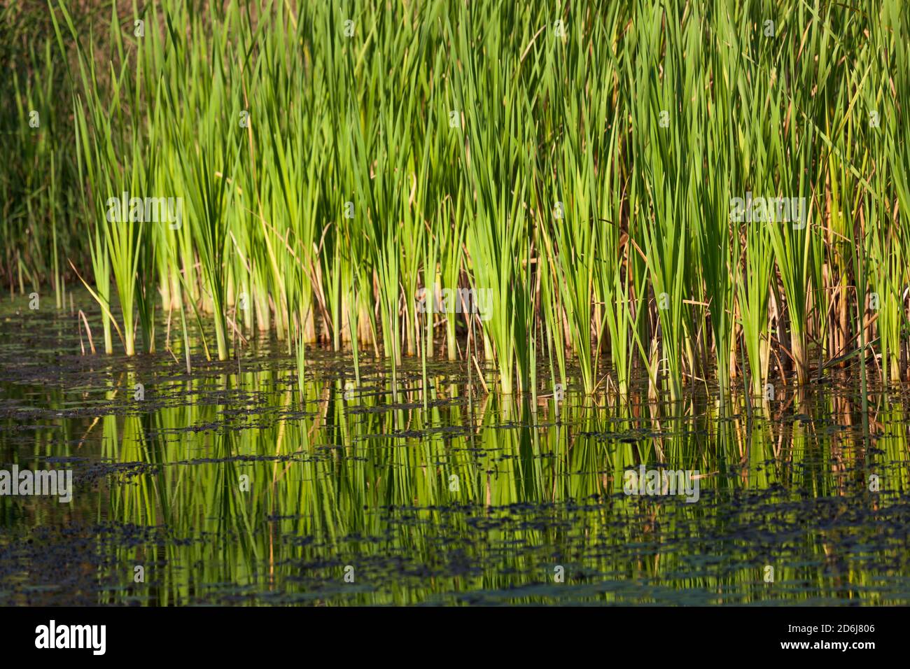 Groups of cattail plants grow on the edge of a shallow pond and leave a ...
