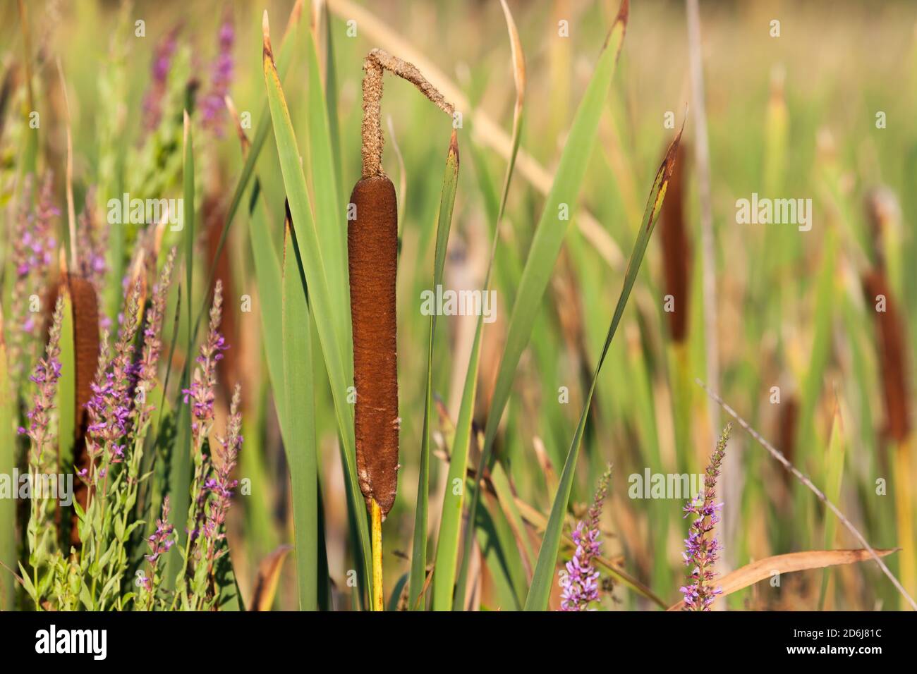 Close up of a brown cattail flower with green leaves next to purple ...