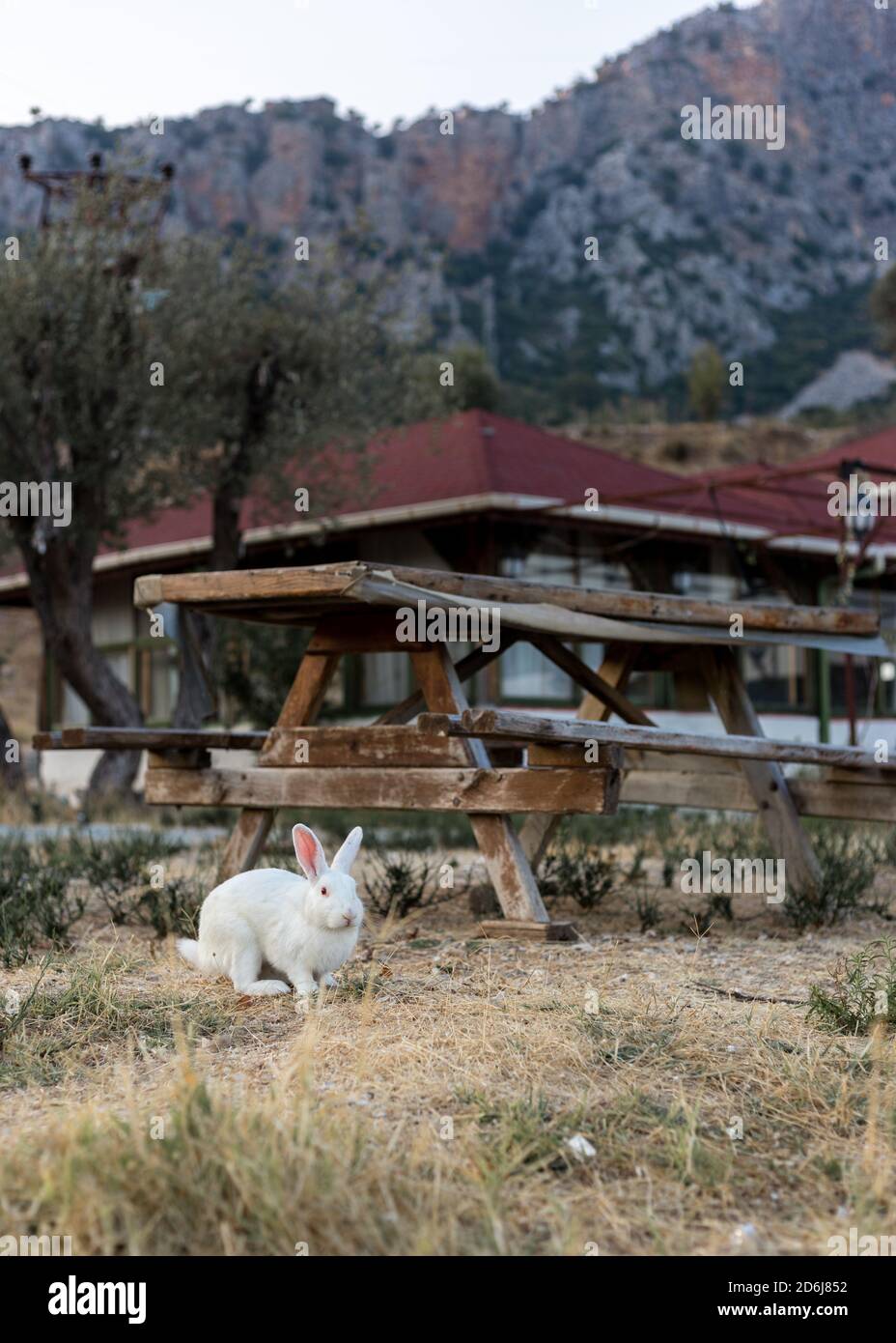White brown rabbits hi-res stock photography and images - Alamy