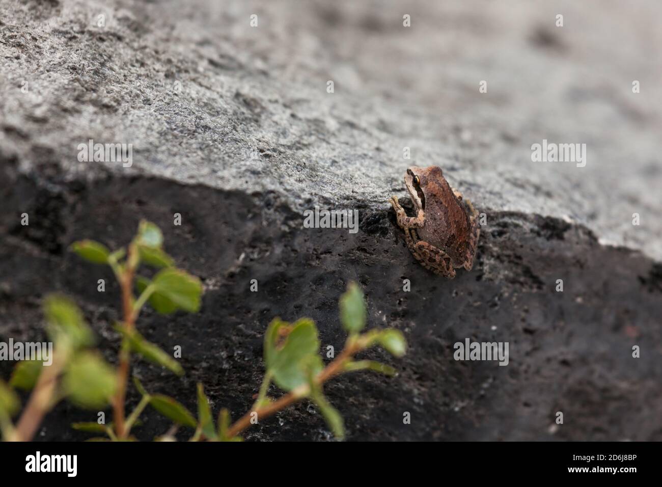 Frog monument hi-res stock photography and images - Alamy