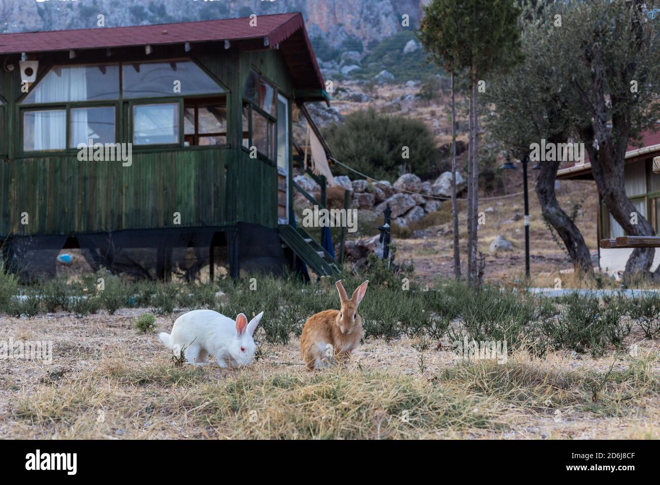 Two rabbits. Red and white rabbit near an old wooden house in the ...