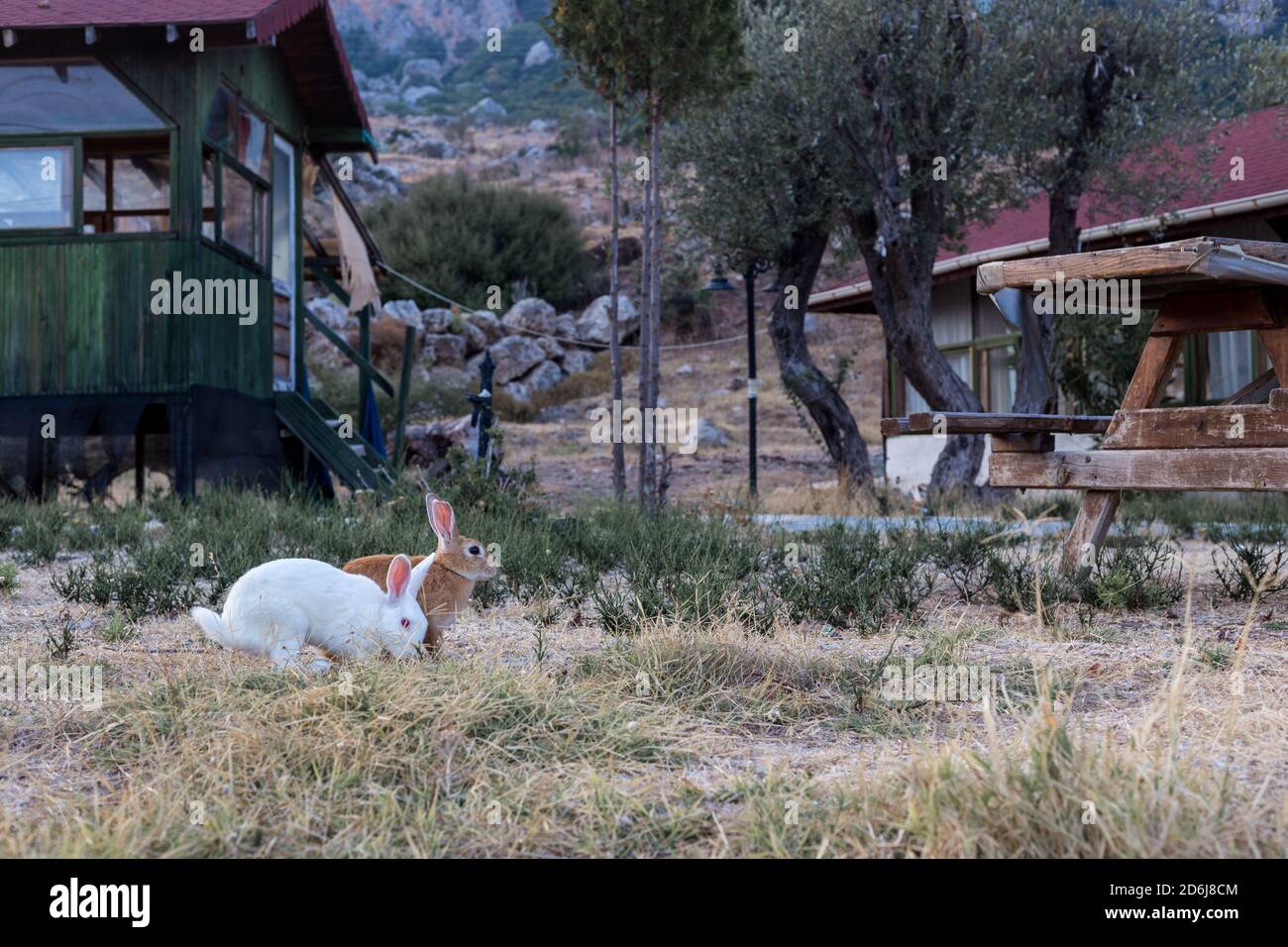 Two rabbits. Red and white rabbit near an old wooden house in the ...