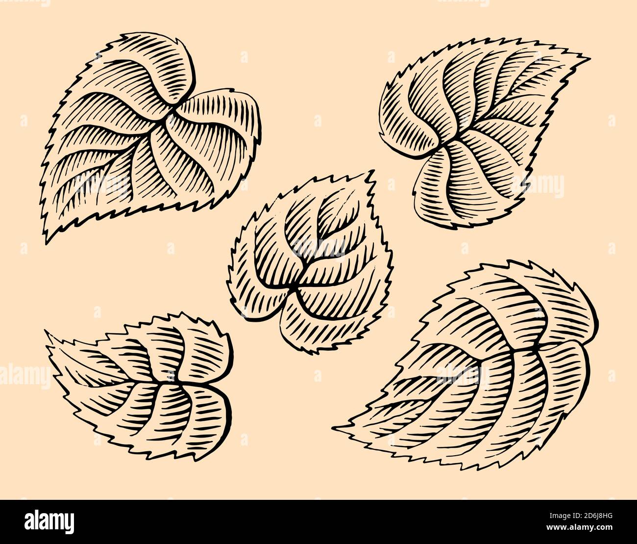 Set of leaves in woodcut style. Vintage. Engraving vector illustration ...