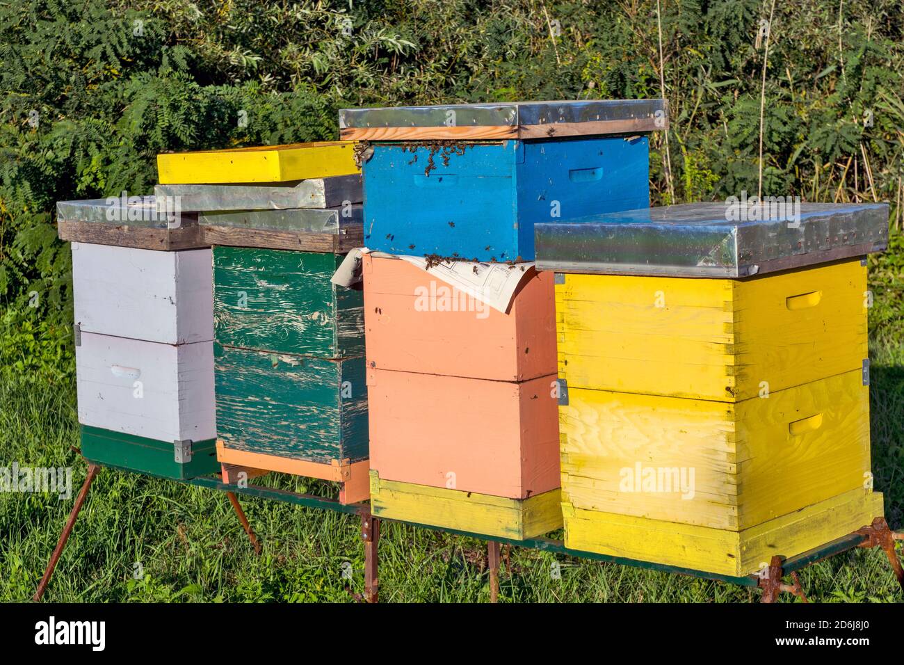 Colorful hives with bees illuminated by the evening sun that is ...