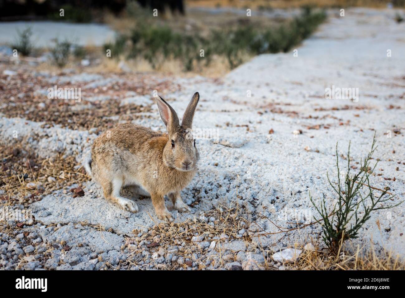 Ginger rabbit hi-res stock photography and images - Alamy