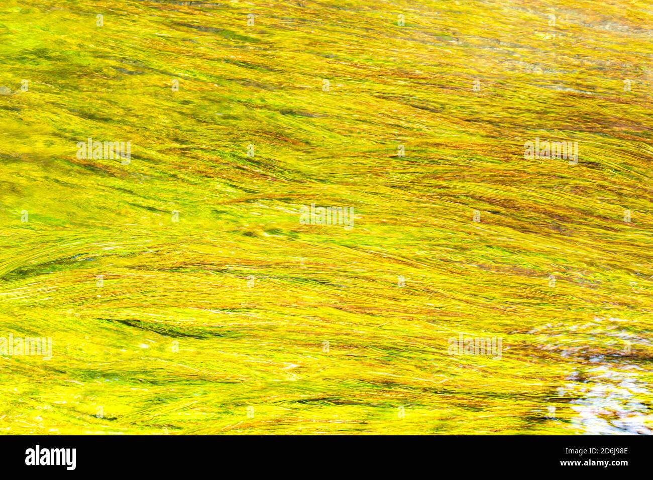 Long green algae moving on the surface of a stream Stock Photo - Alamy