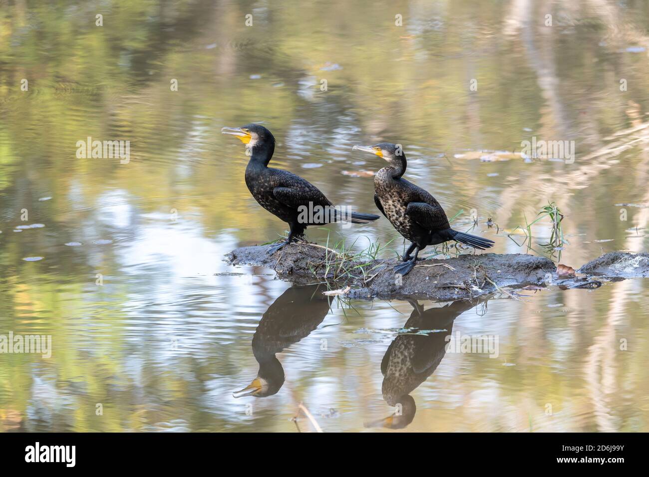 Indian cormorants (Phalacrocorax fuscicollis) and their water ...