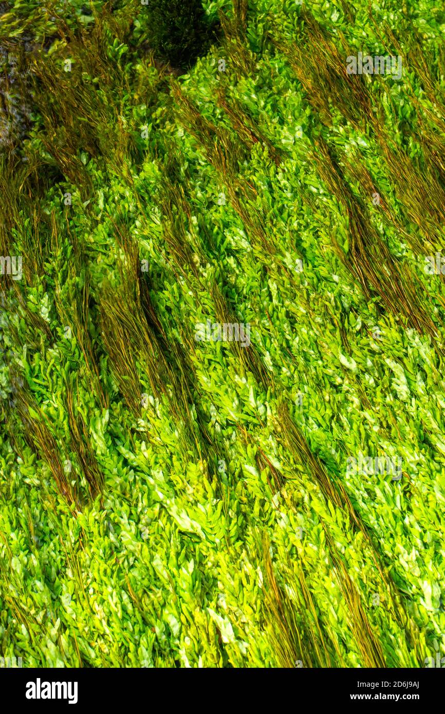 Long green algae moving on the surface of a stream Stock Photo - Alamy