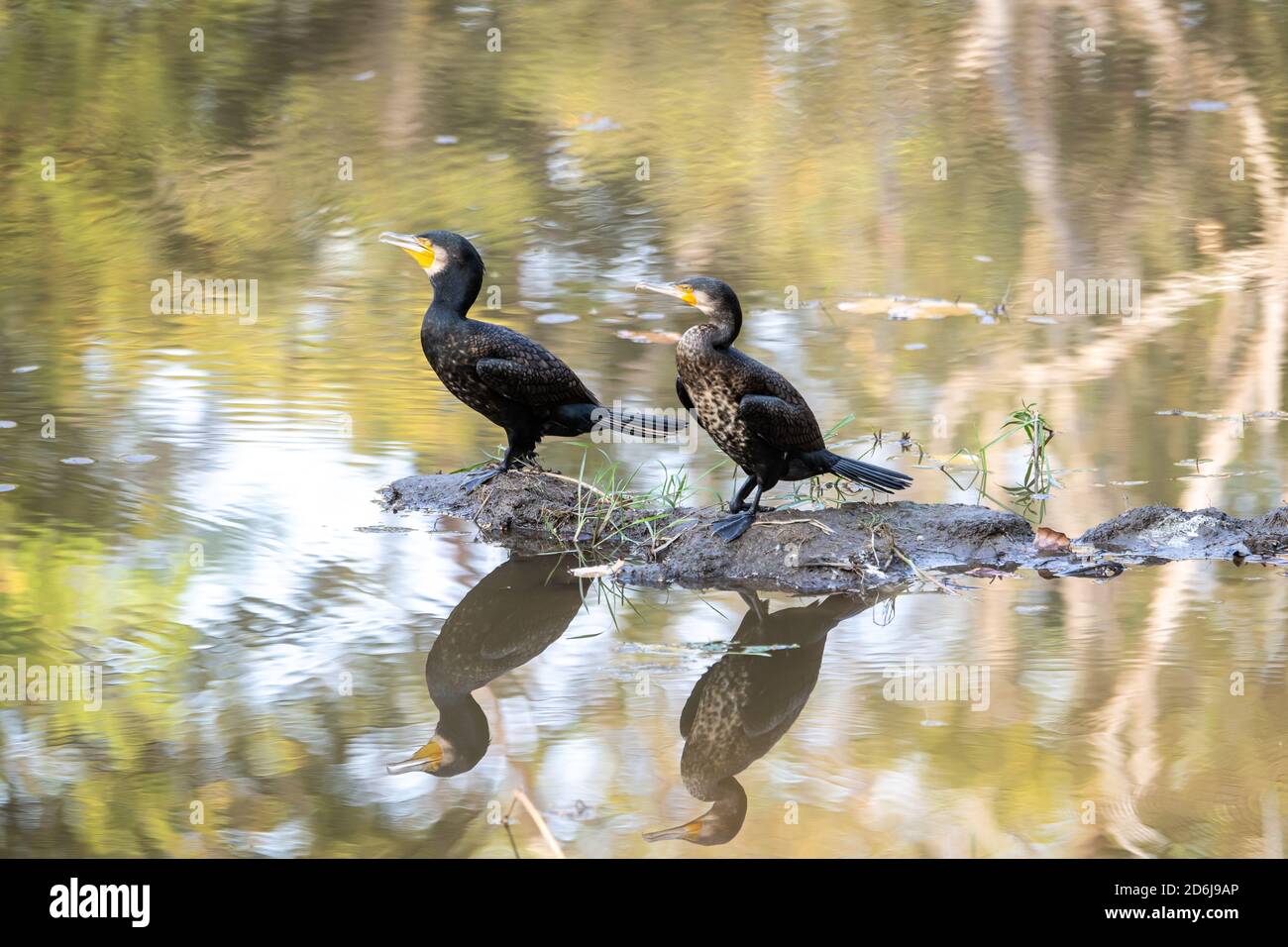 Long sloping forehead hi-res stock photography and images - Alamy