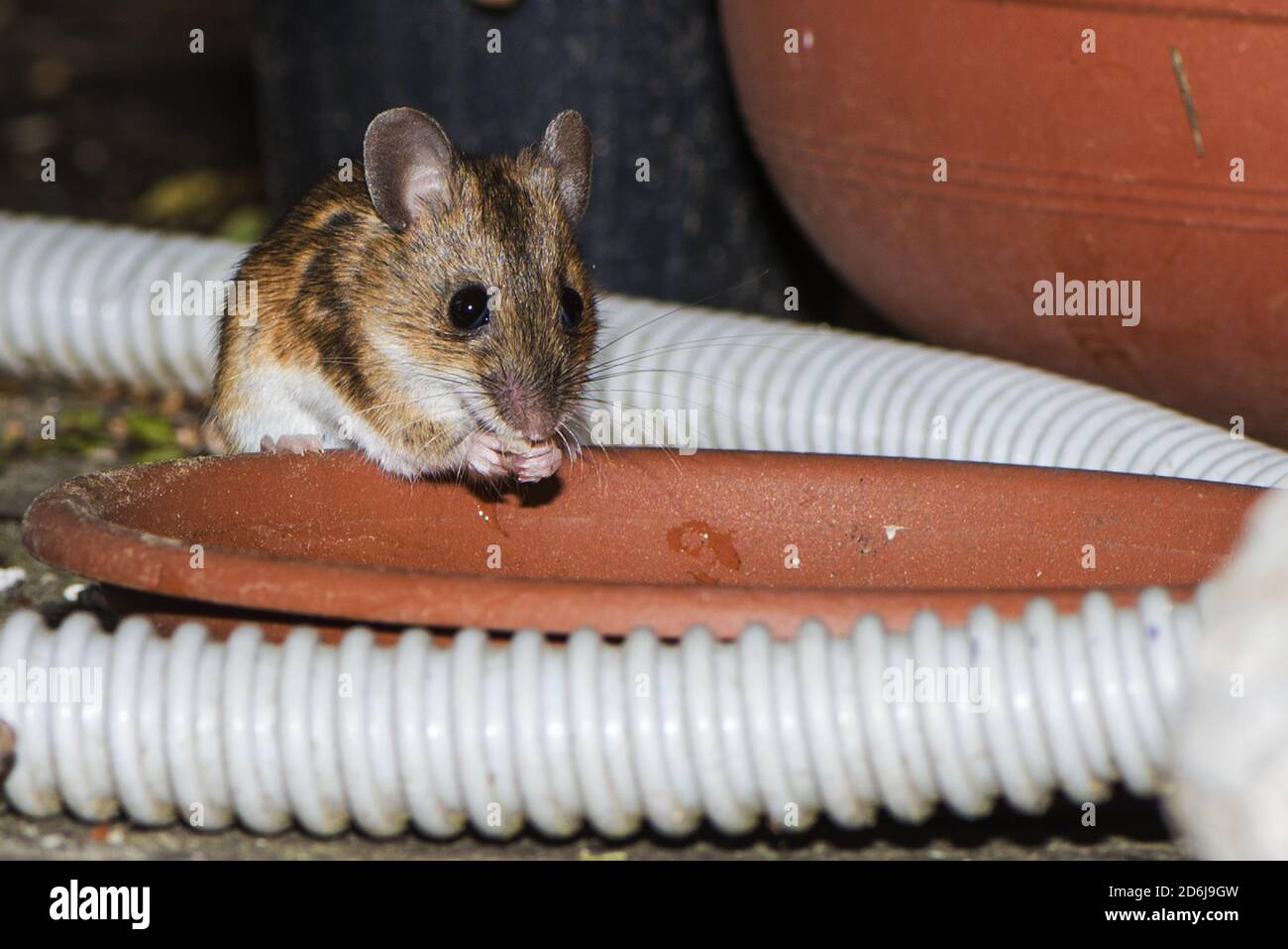 Pot base hi-res stock photography and images - Alamy