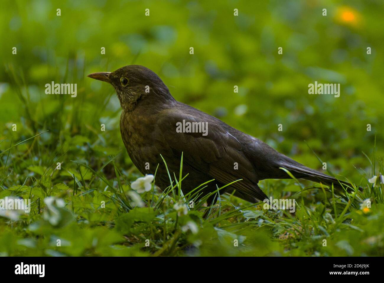 Gray thrush in the grassy field Stock Photo - Alamy