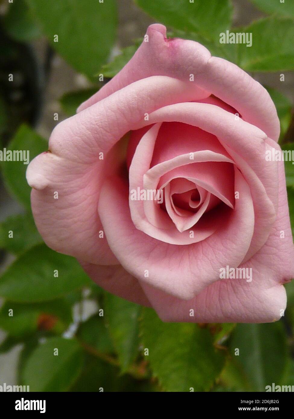 Beautiful vertical shot roses hi-res stock photography and images - Alamy