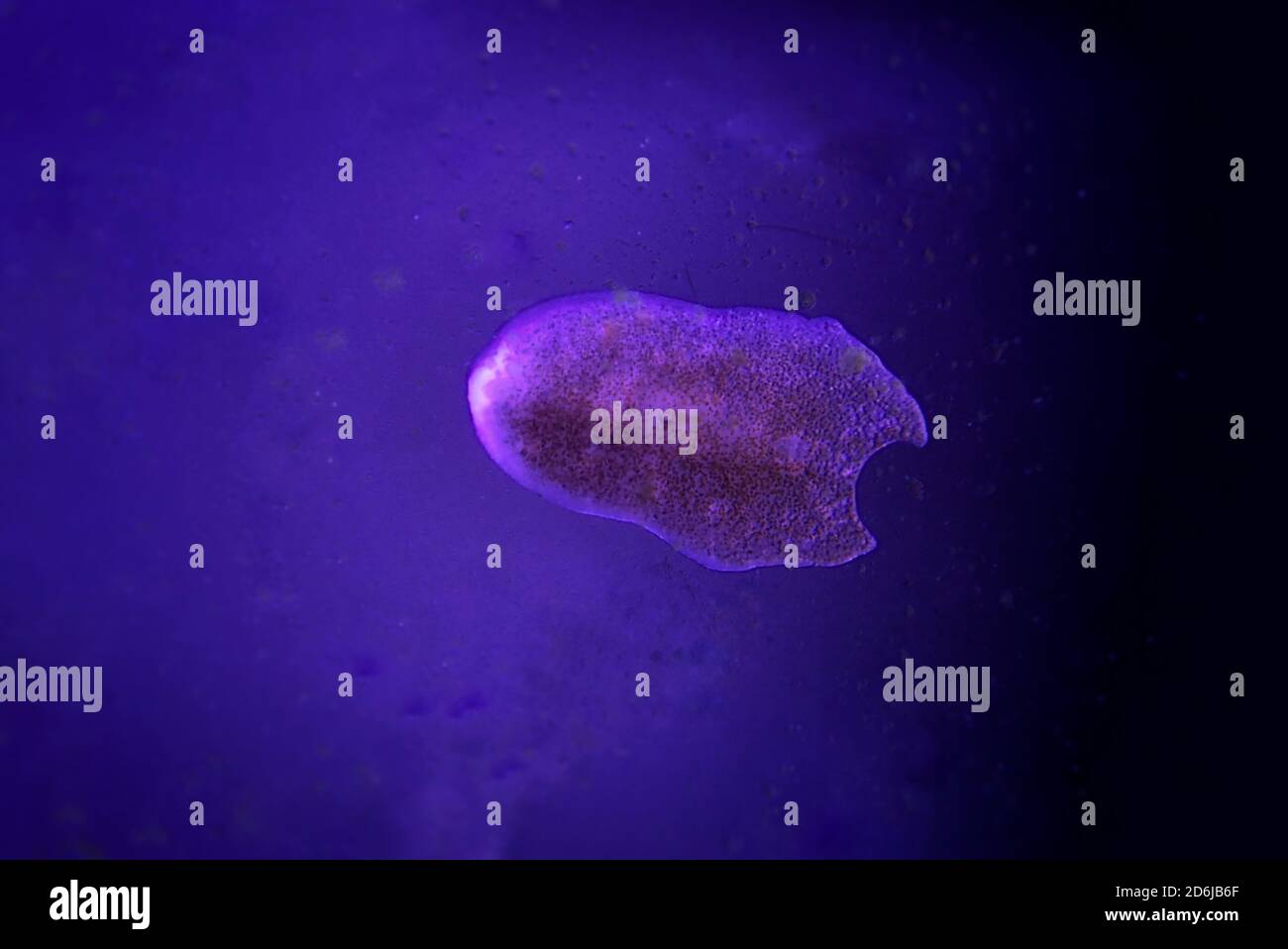 Rare image of Ghost flatworm - Maricola (Planarian) triclad flatworms ...