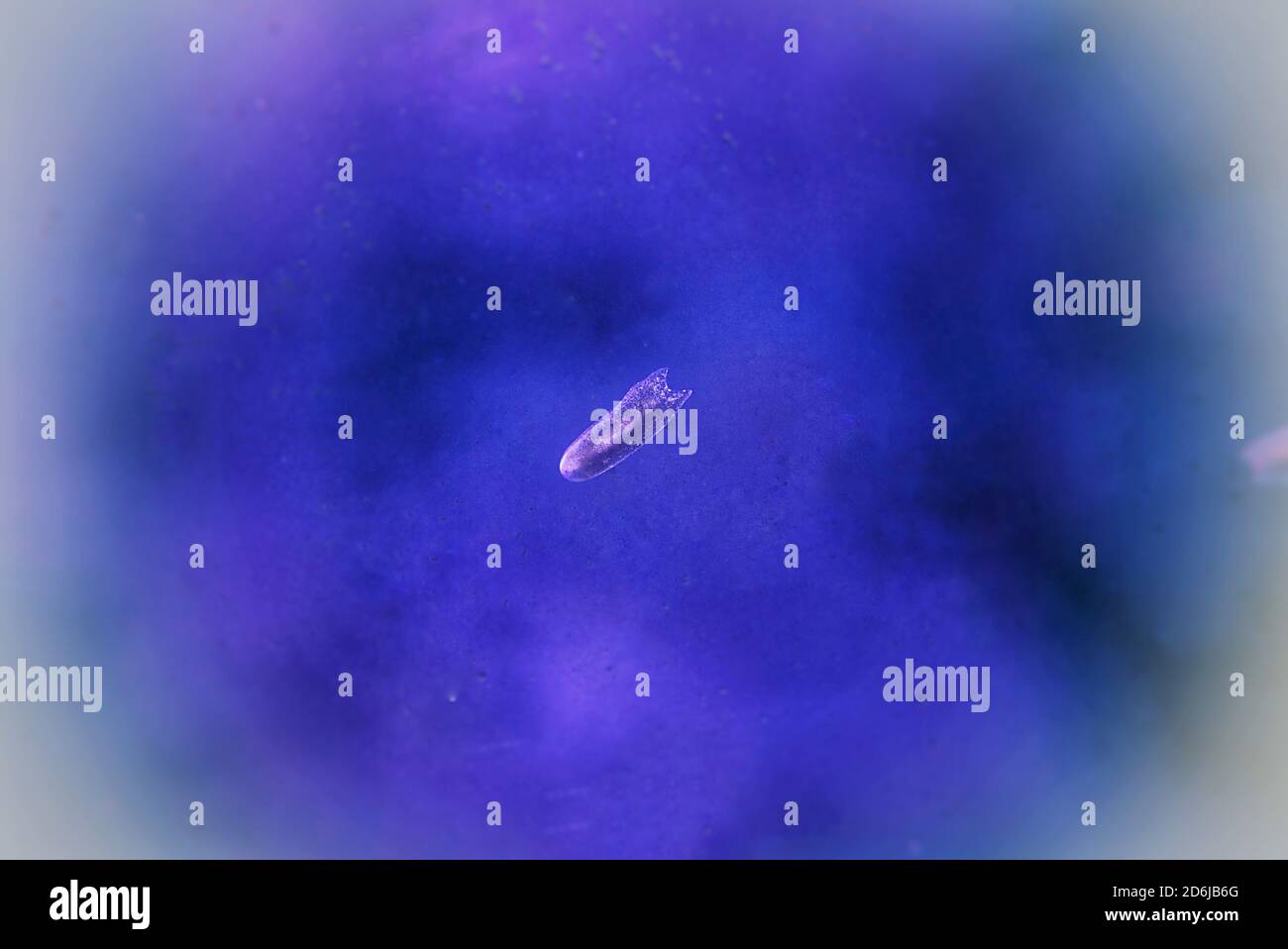 Rare image of Ghost flatworm - Maricola (Planarian) triclad flatworms ...