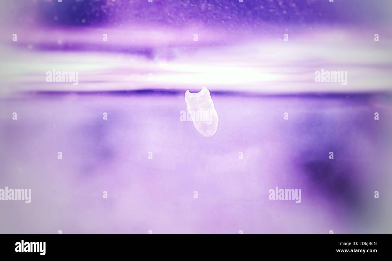 Rare image of Ghost flatworm - Maricola (Planarian) triclad flatworms ...