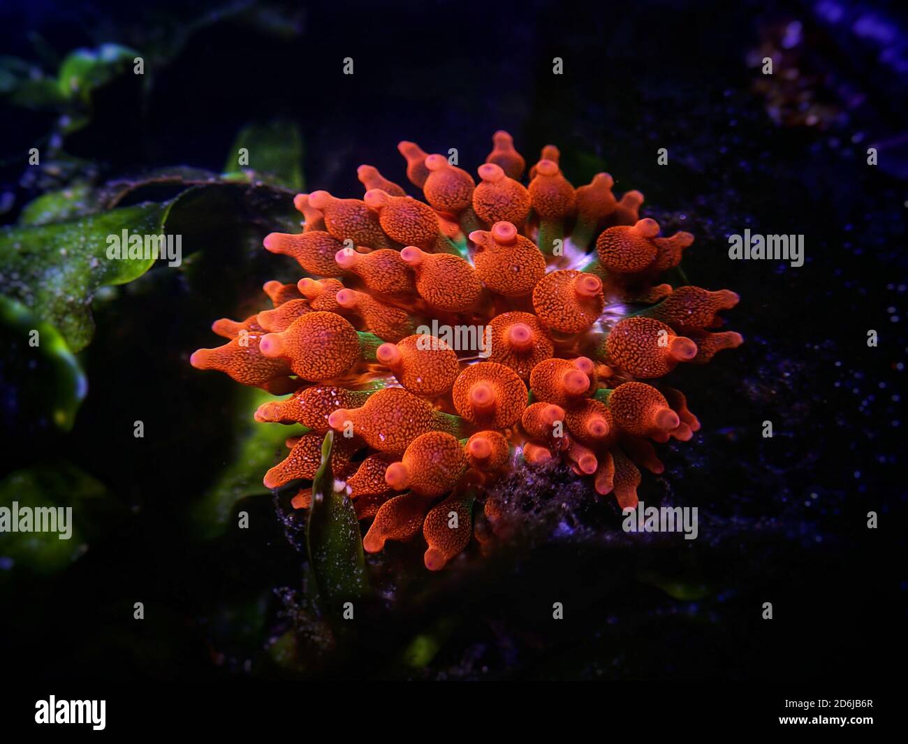 Bubble-tip anemone - Entacmaea quadricolor Stock Photo - Alamy
