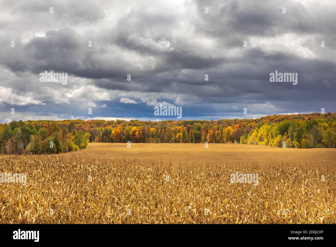 Standing corn and fall colors in northern Wisconsin Stock Photo - Alamy
