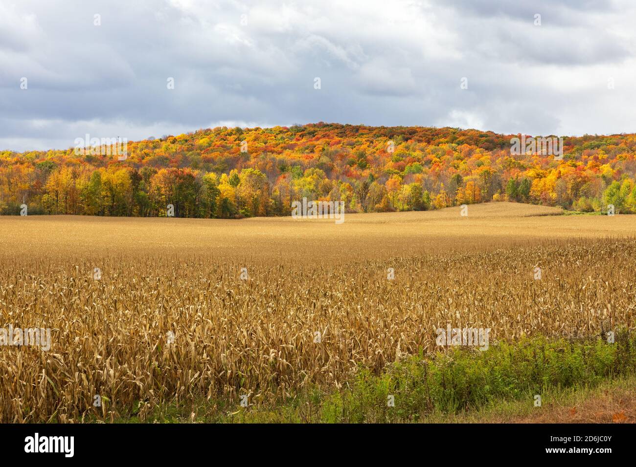 Standing corn and fall colors in northern Wisconsin Stock Photo - Alamy