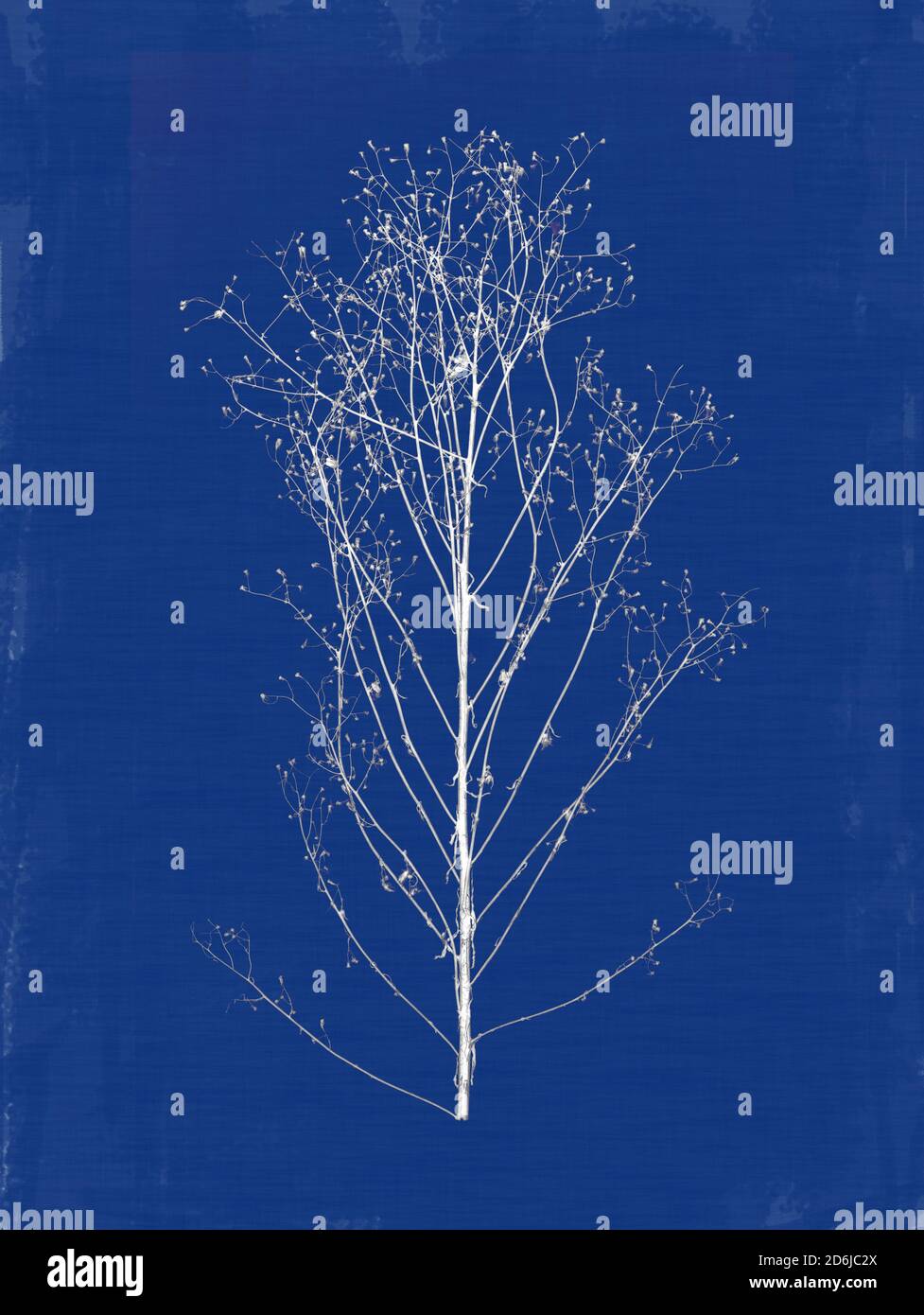Cyanotype hi-res stock photography and images - Alamy