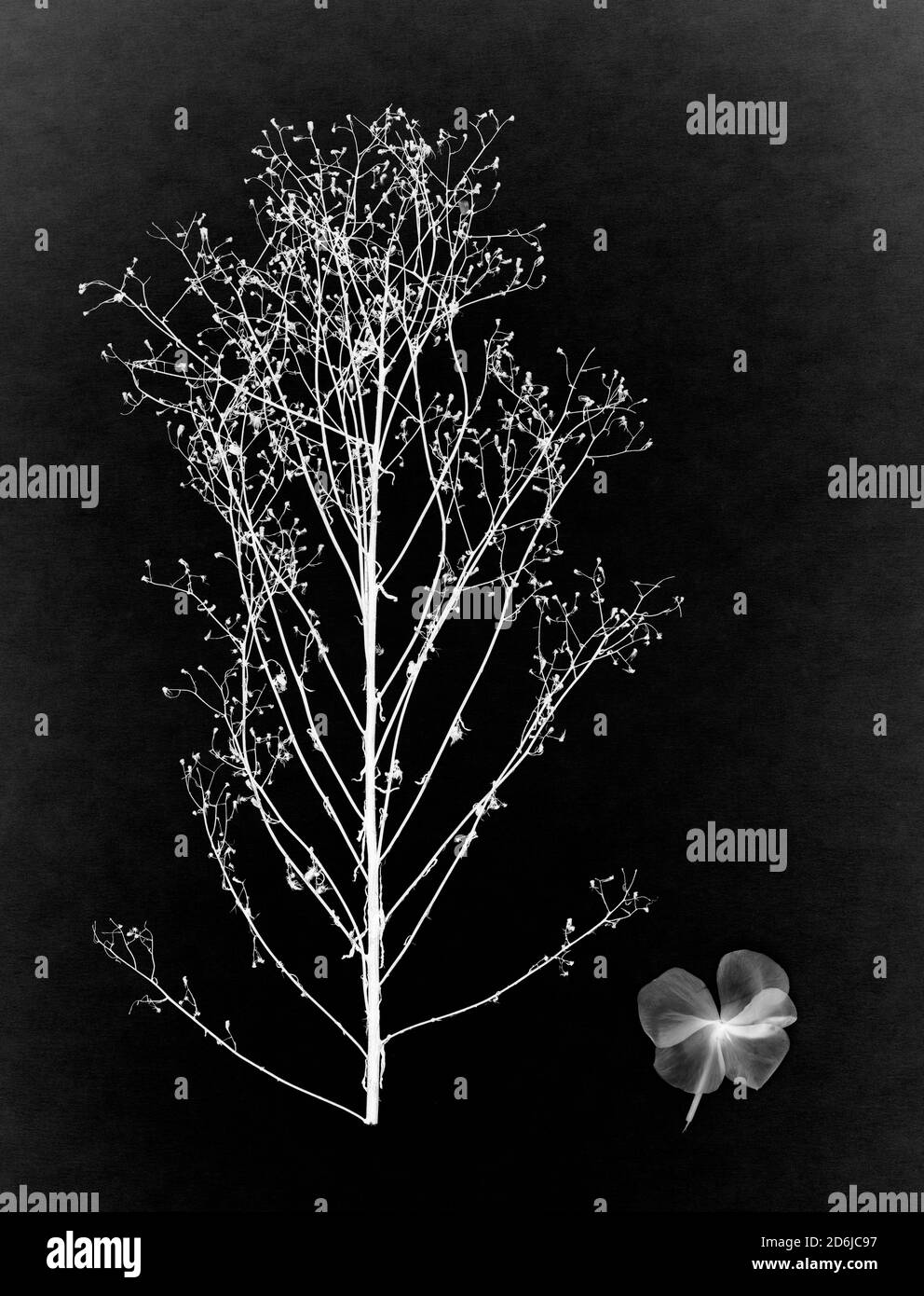 Plants and flowers in an inverted black and white flat lay photograph ...