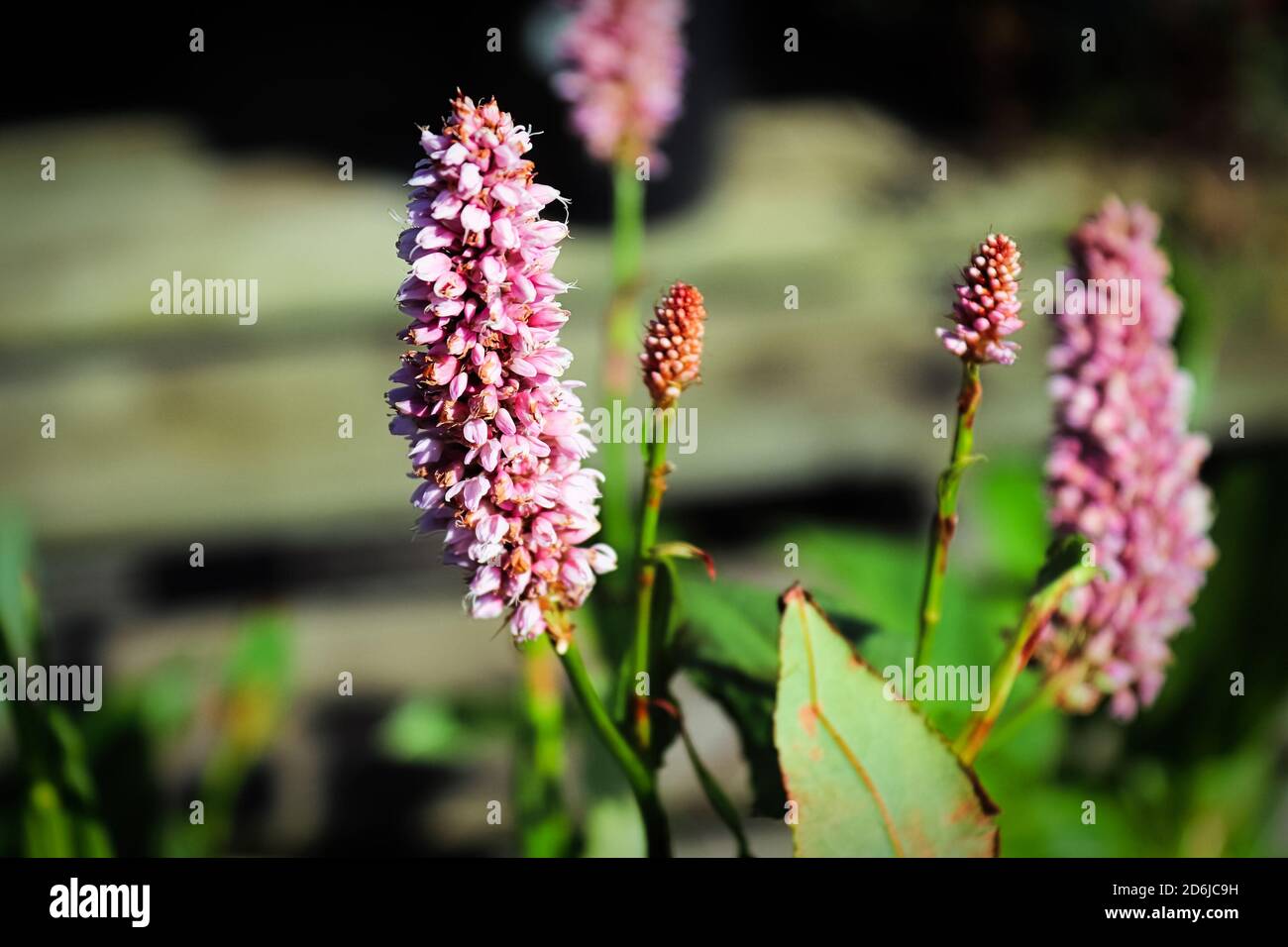 Pink flower spikes hi-res stock photography and images - Alamy