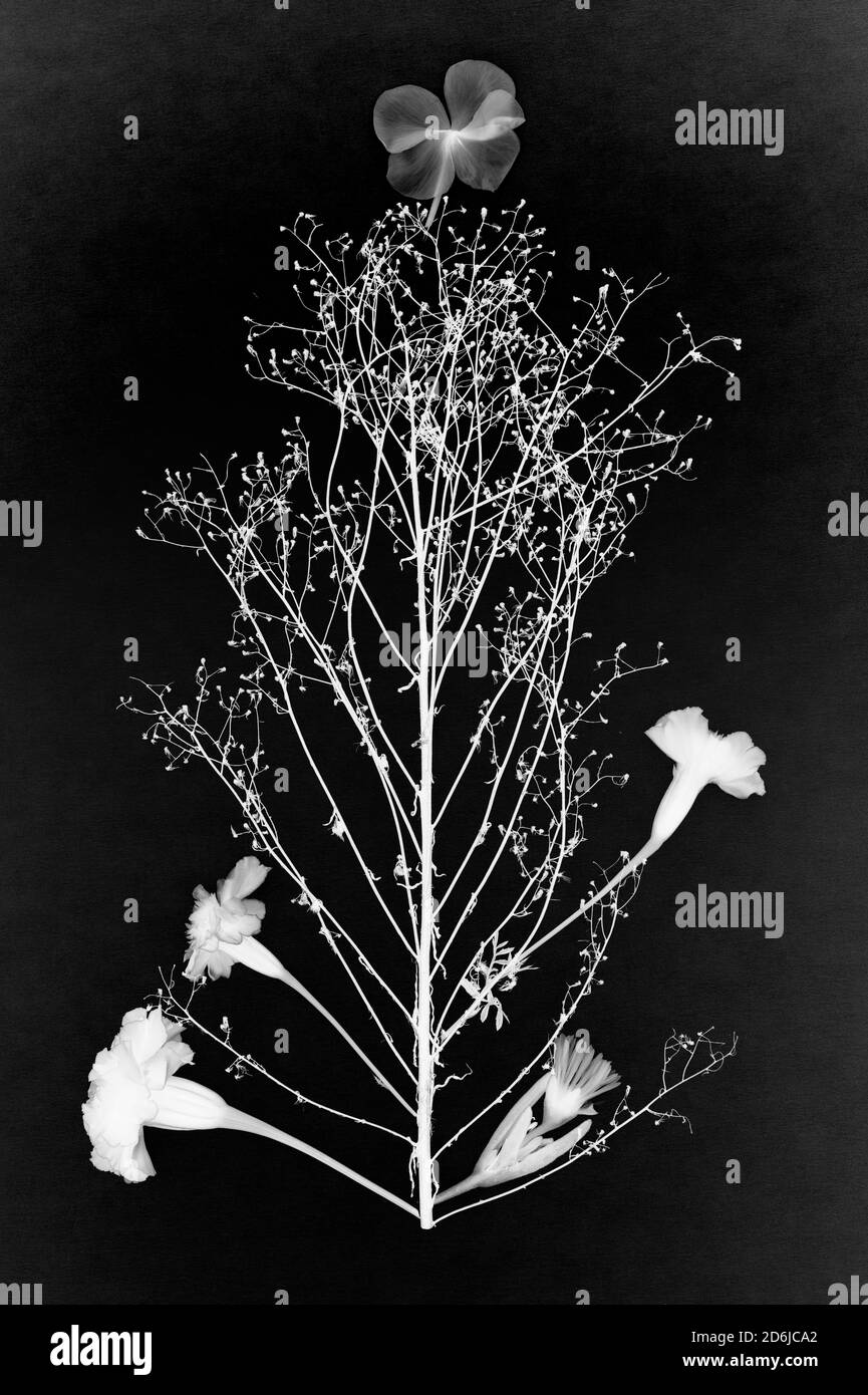 Plants and flowers in an inverted black and white flat lay photograph ...