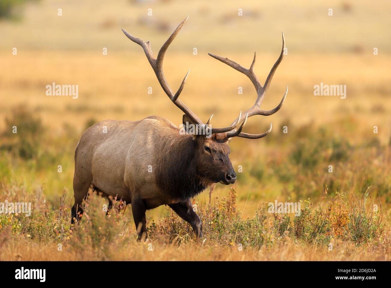 Bull elk in Rocky Mountain National Park with large antlers during the ...