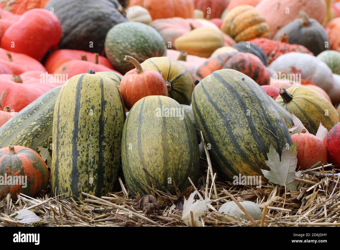 Closeup shot of a lot of pumpkins in a farm at daytime Stock Photo - Alamy