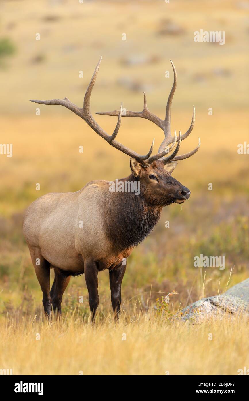 Bull elk in Rocky Mountain National Park with large antlers during the ...