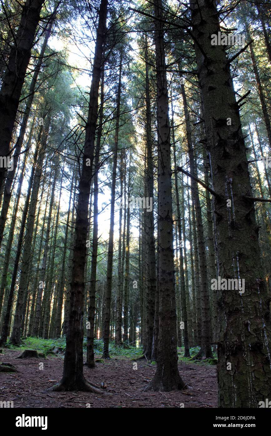 Trunks tall trees pine forest hi-res stock photography and images - Alamy