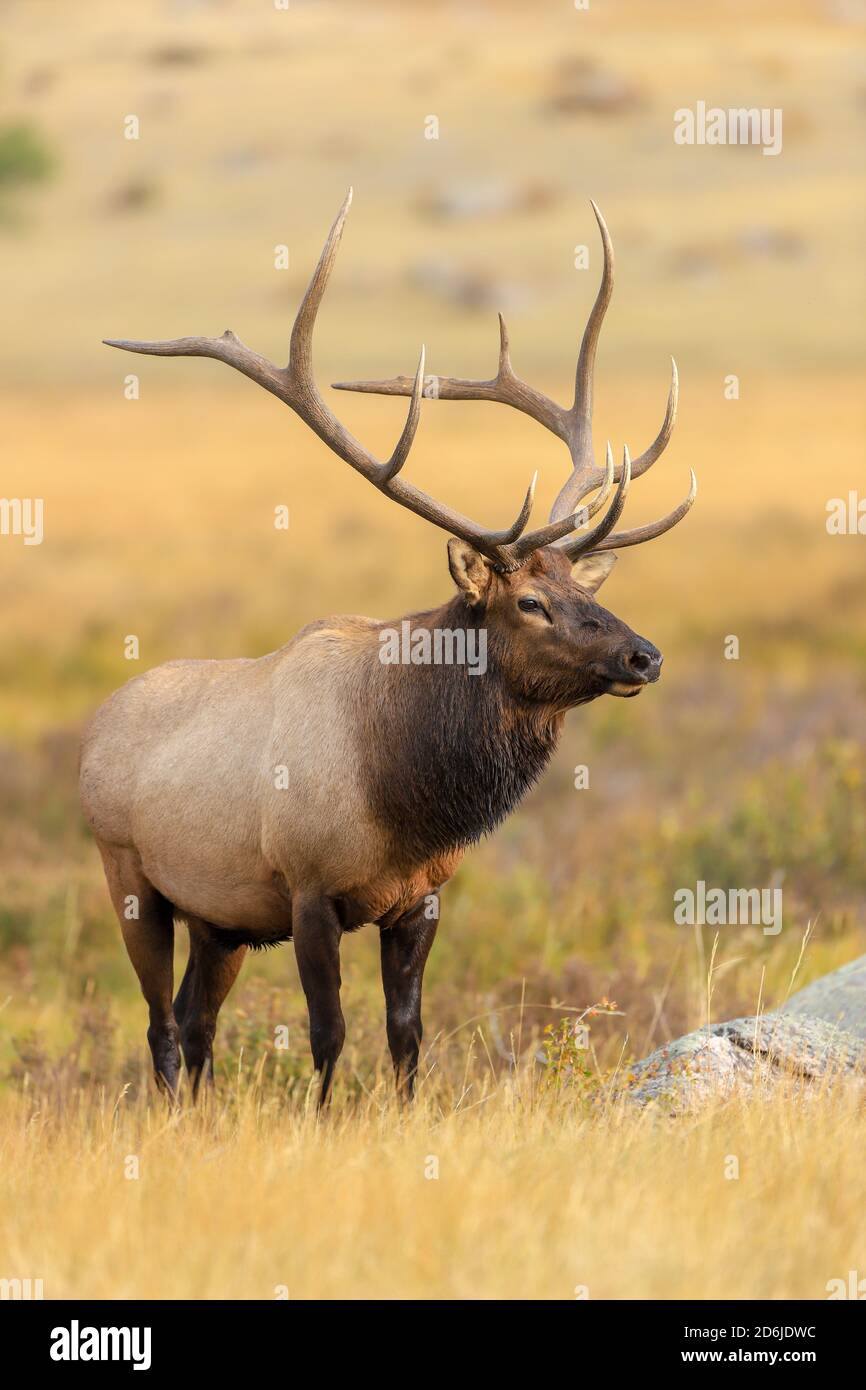 Bull elk in Rocky Mountain National Park with large antlers during the ...