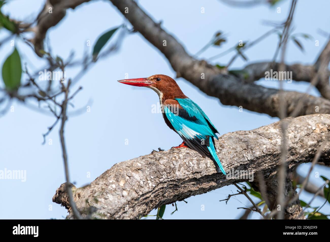 White-breasted kingfisher (Halcyon smyrnensis) perches in a tree ...