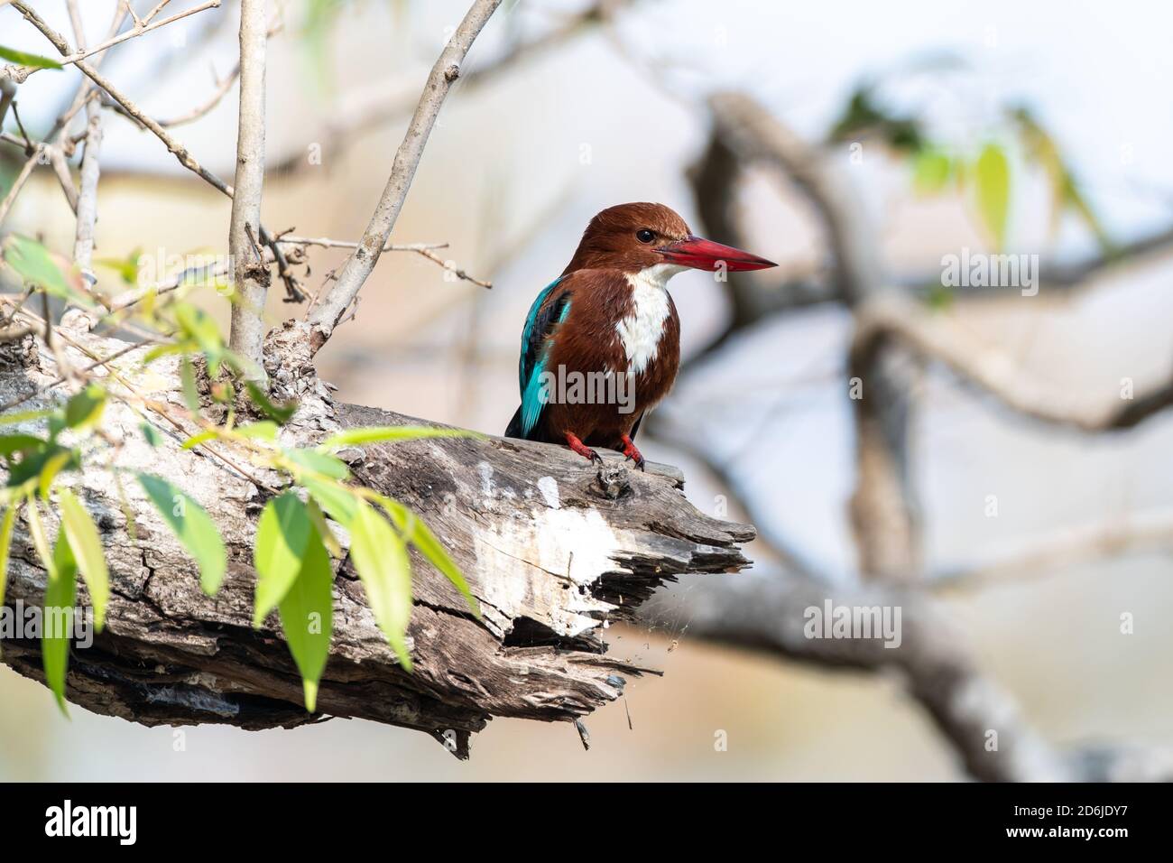 White-breasted kingfisher (Halcyon smyrnensis) perches in a tree ...