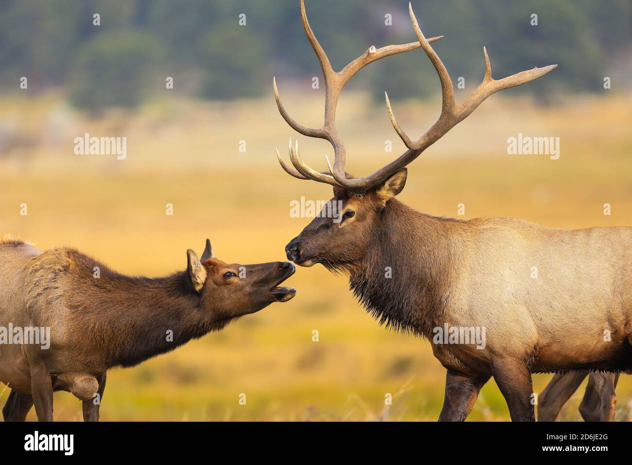 Bull elk in Rocky Mountain National Park with large antlers during the ...