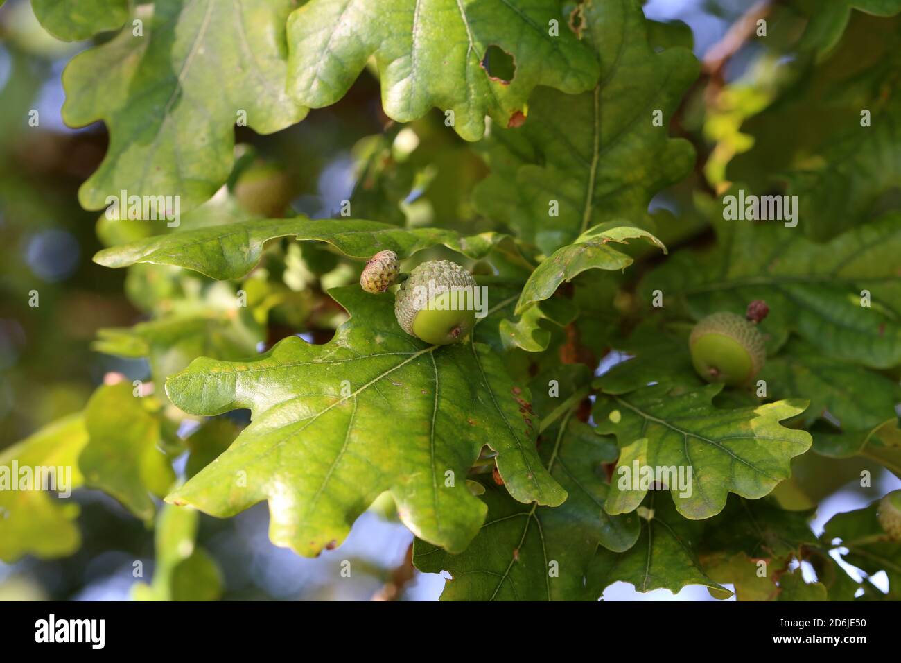 Low angle shot of acorns growing on an oak tree branch Stock Photo - Alamy