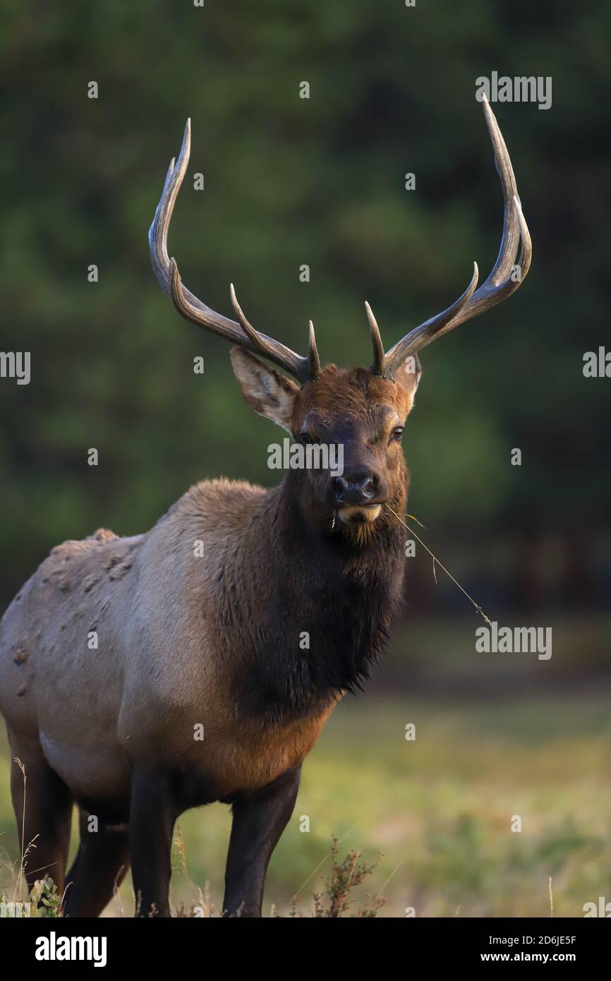 Bull elk in Rocky Mountain National Park with large antlers during the ...