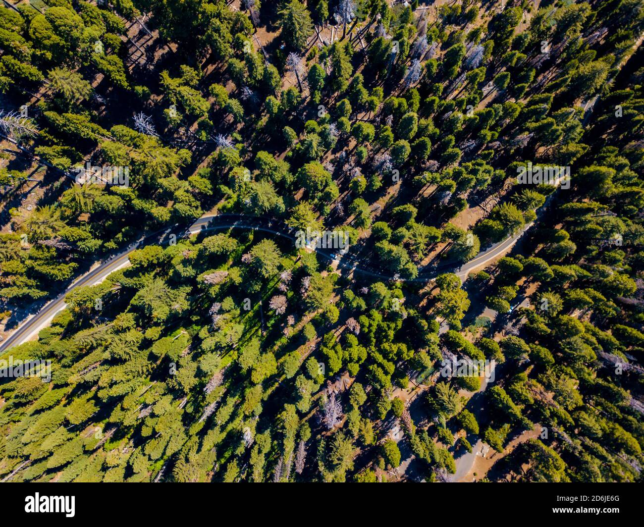Aerial top view mesmerizing sequoia forest Stock Photo - Alamy