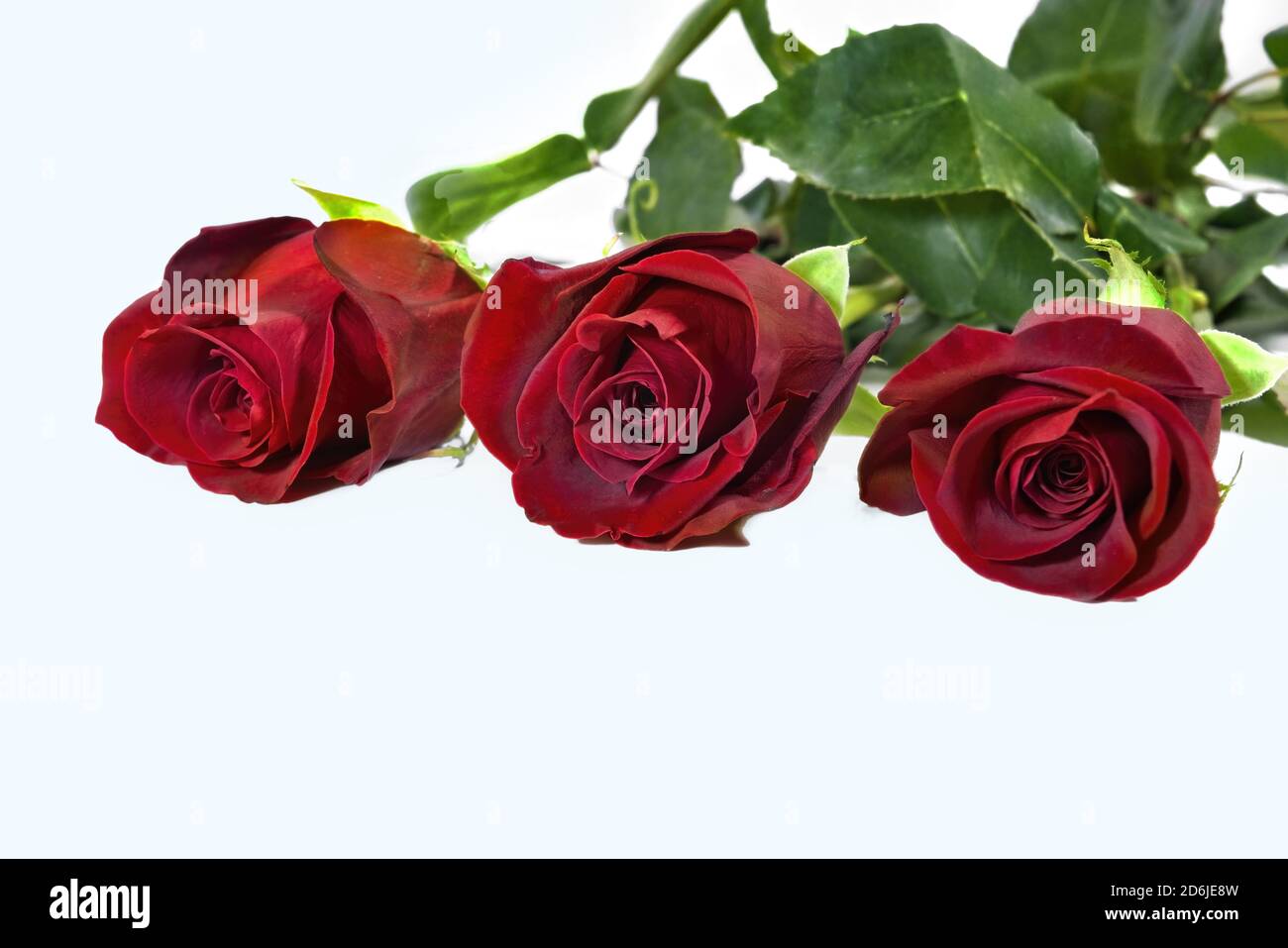 Bouquet of three red roses isolate on a white background. Roses bouquet ...