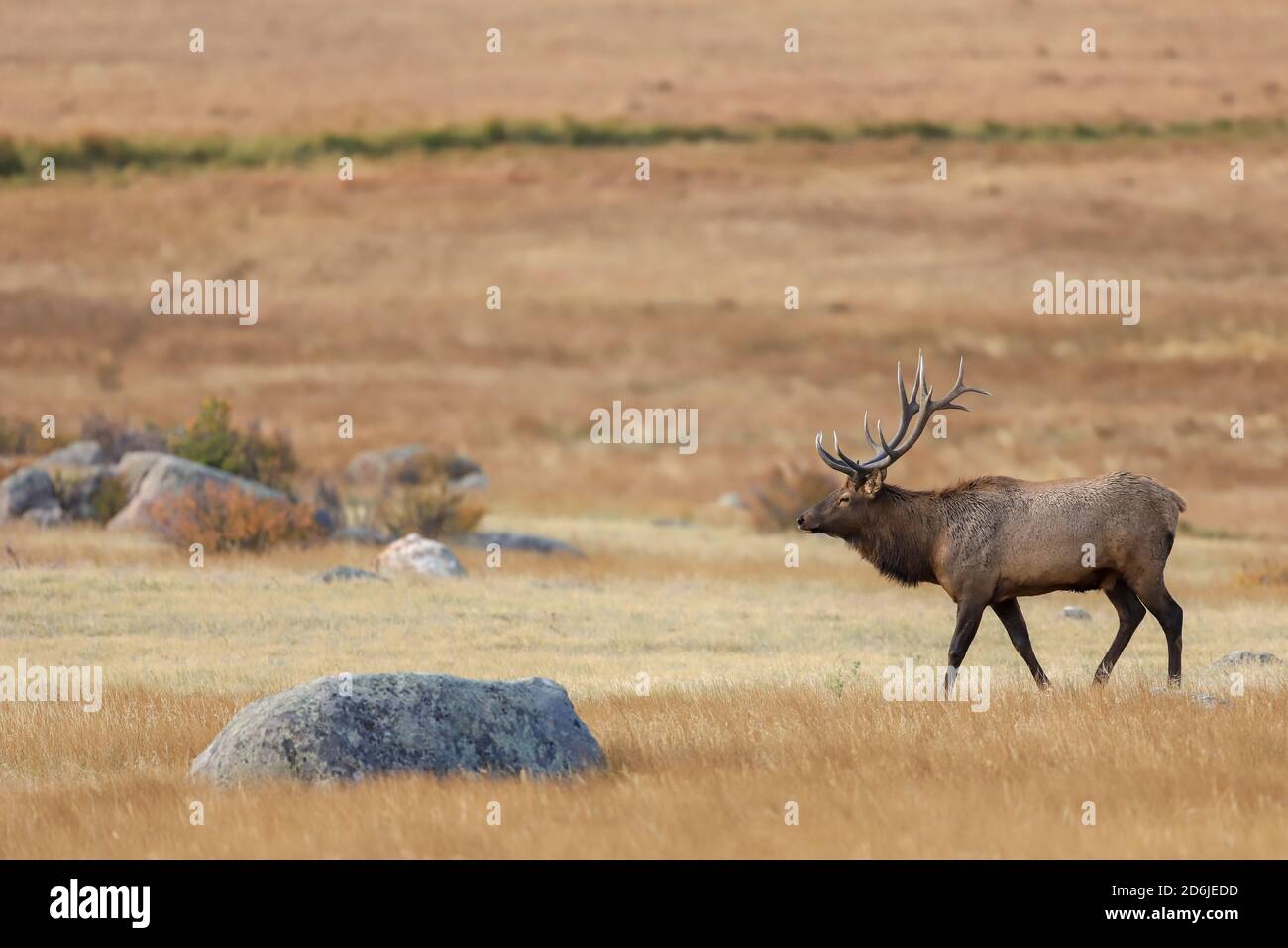 Bull elk in Rocky Mountain National Park with large antlers during the ...