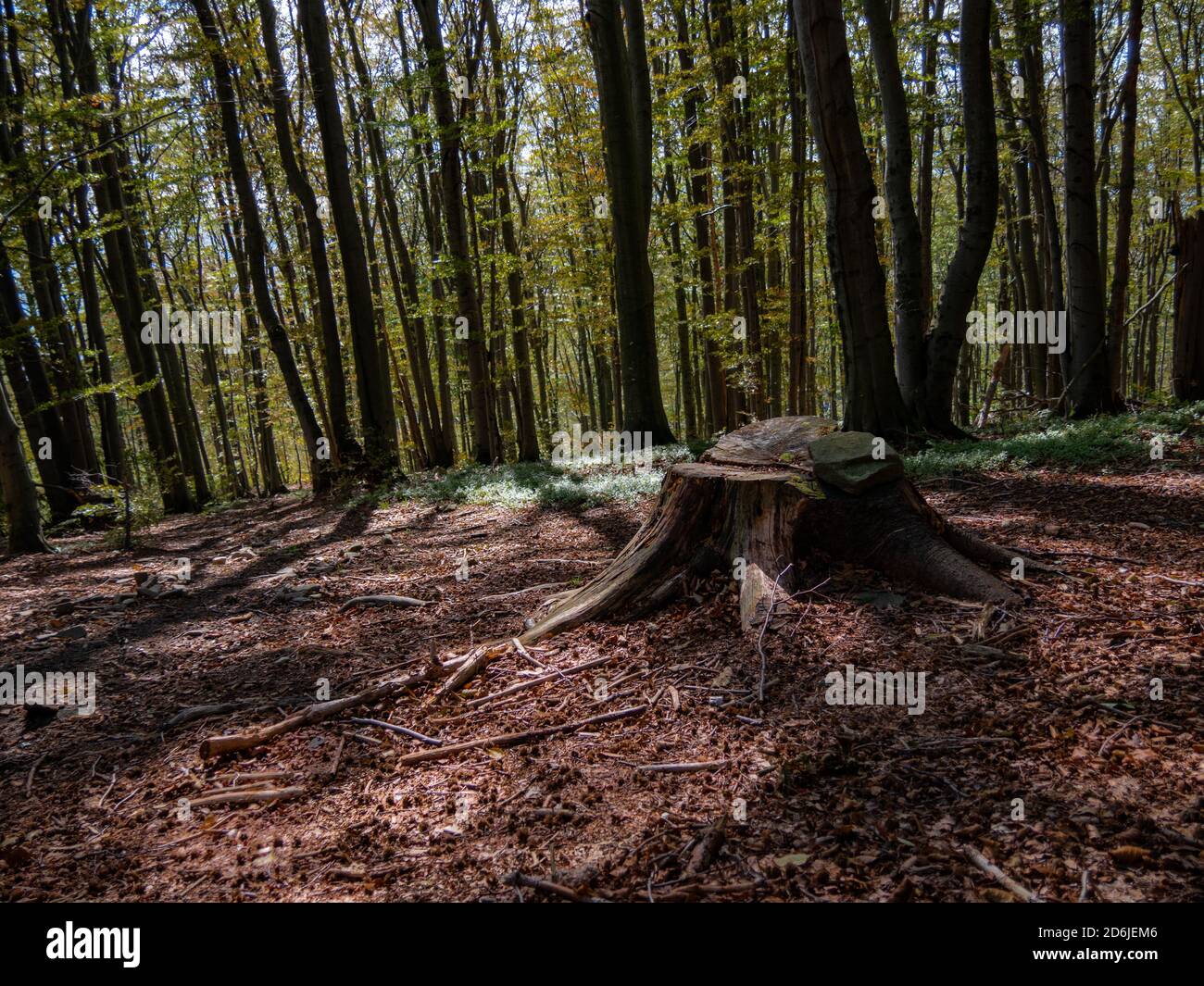 Tree stump surrounded by tall trees in a forest Stock Photo - Alamy