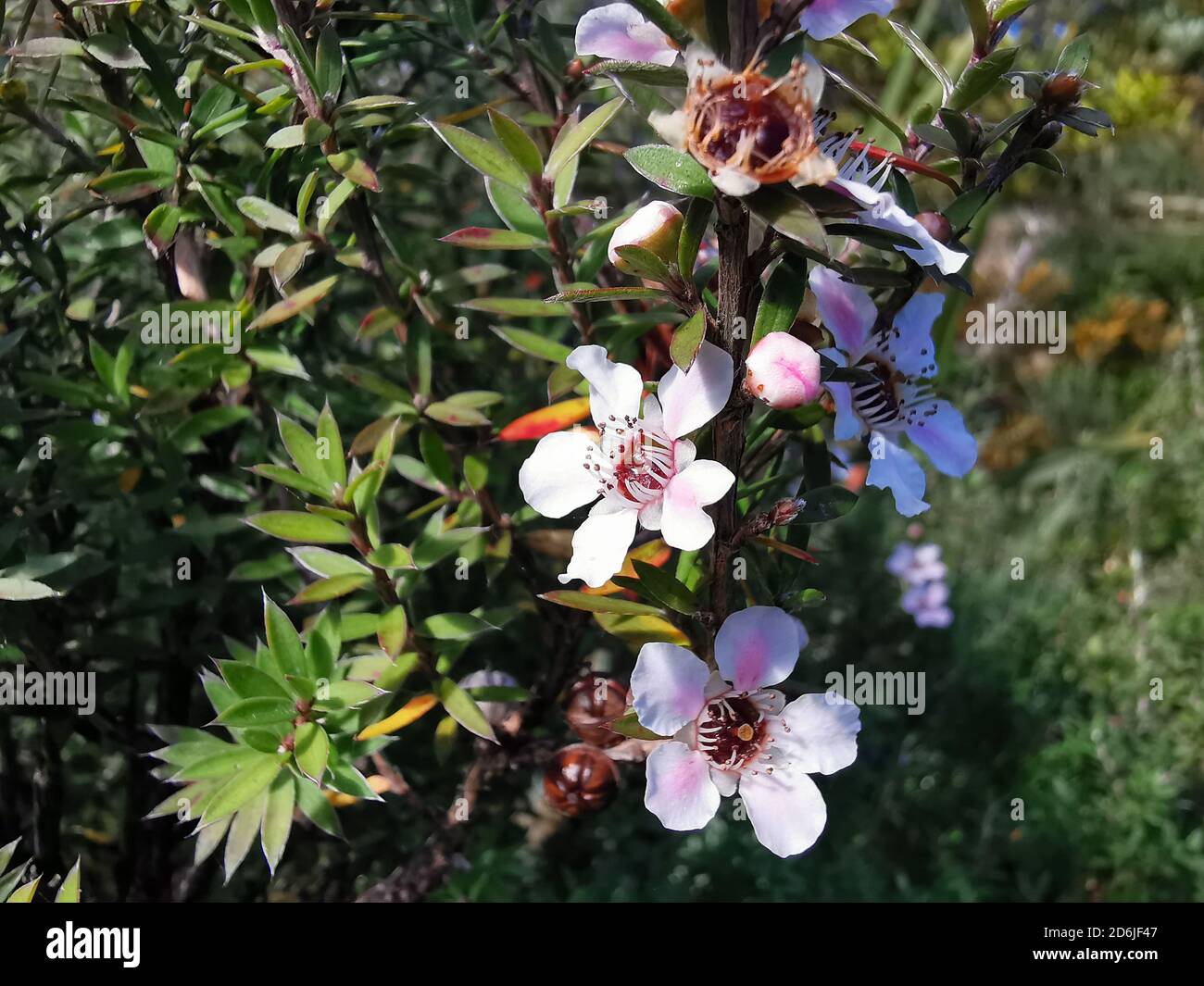 Selective focus shot of blooming white and pink Manuka flowers Stock ...