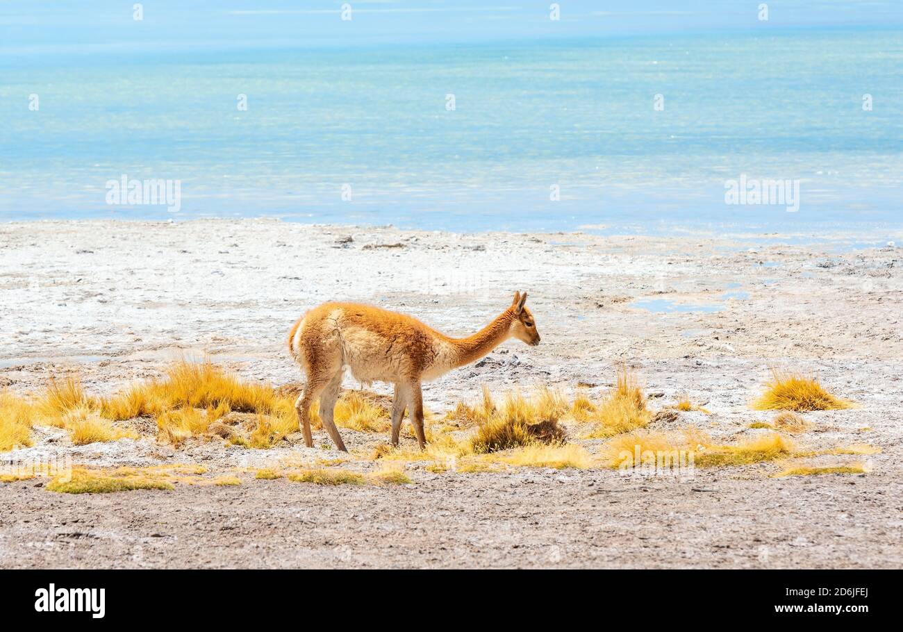 Portrait of a vicuna (Vicugna vicugna) by the Chalviri lagoon, Uyuni ...