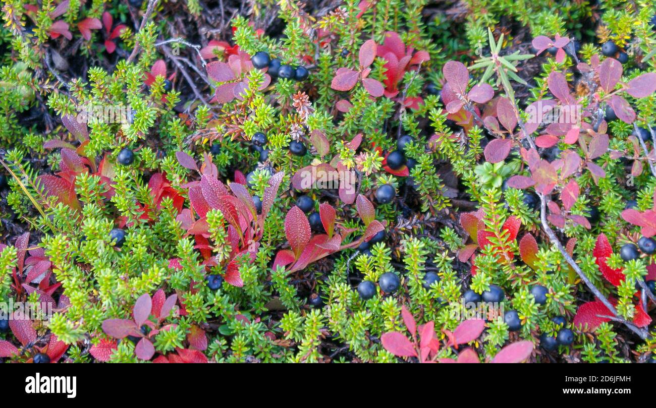 The stunning nature of the Russian north. Tundra, Murmansk region ...
