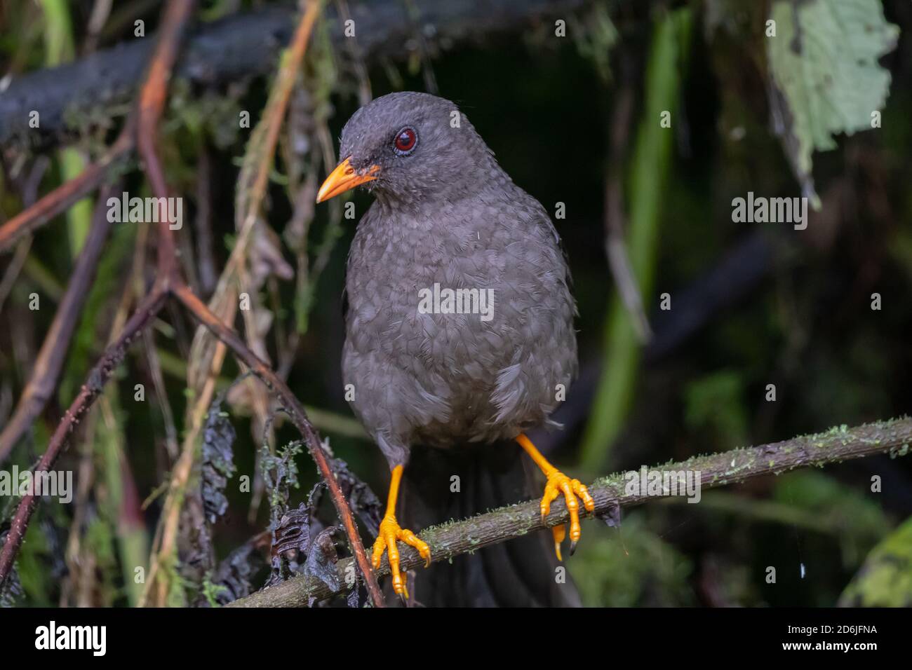 Great thrush hi-res stock photography and images - Alamy