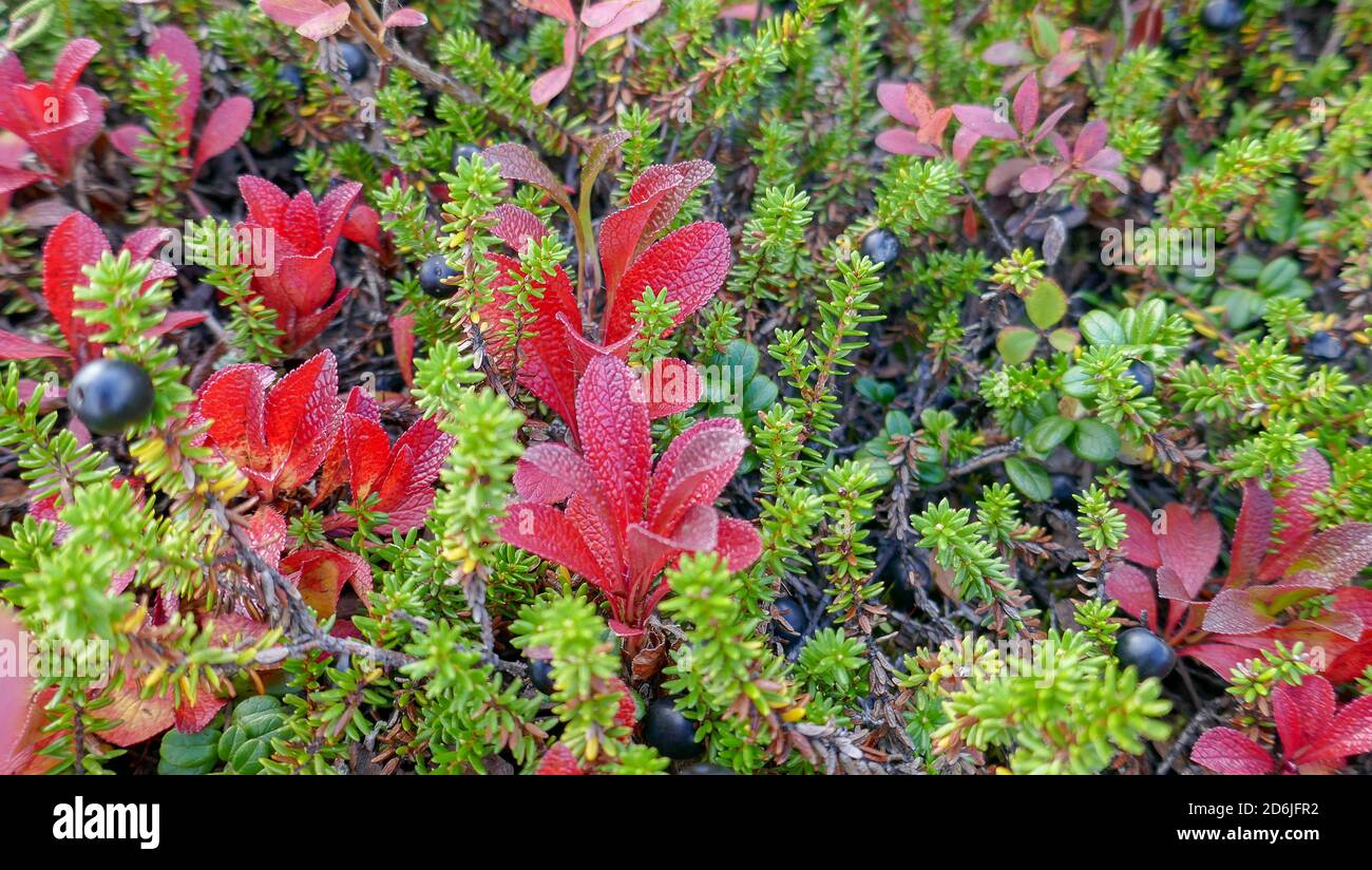 The stunning nature of the Russian north. Tundra, Murmansk region ...