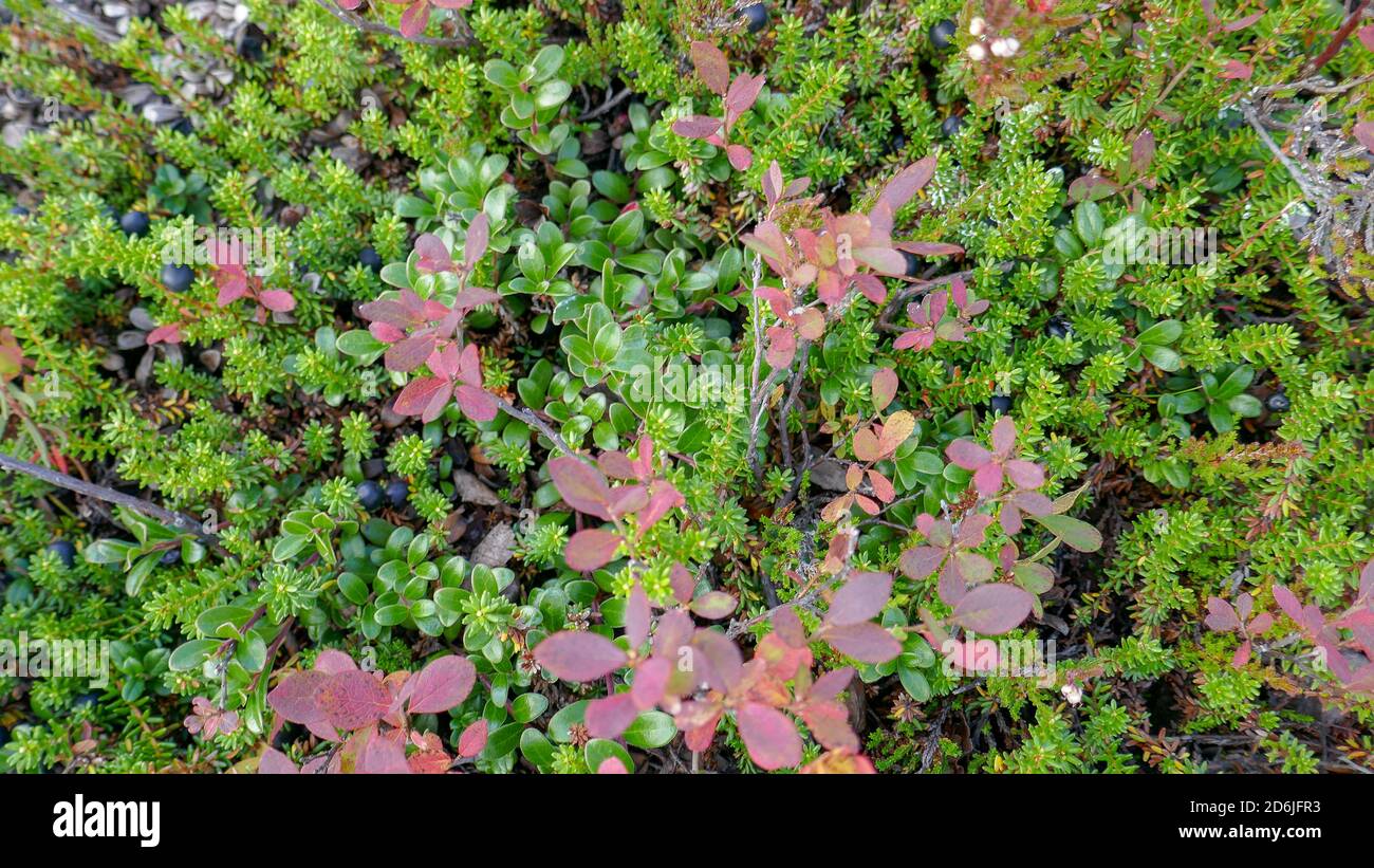 The stunning nature of the Russian north. Tundra, Murmansk region ...